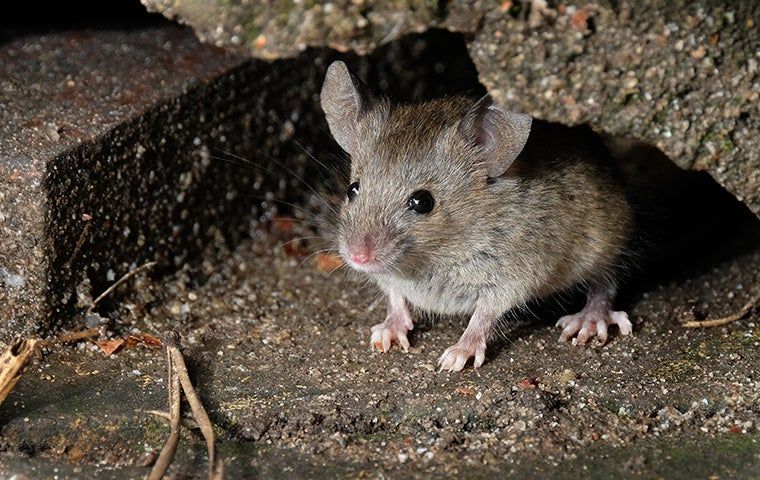 The Key To Total Rodent Control For Your Collegeville Home | Terra Pest ...