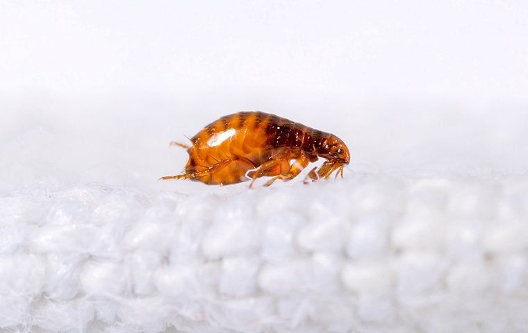How To Get Rid Of A Flea Infestation In Your Collegeville Home | Terra ...