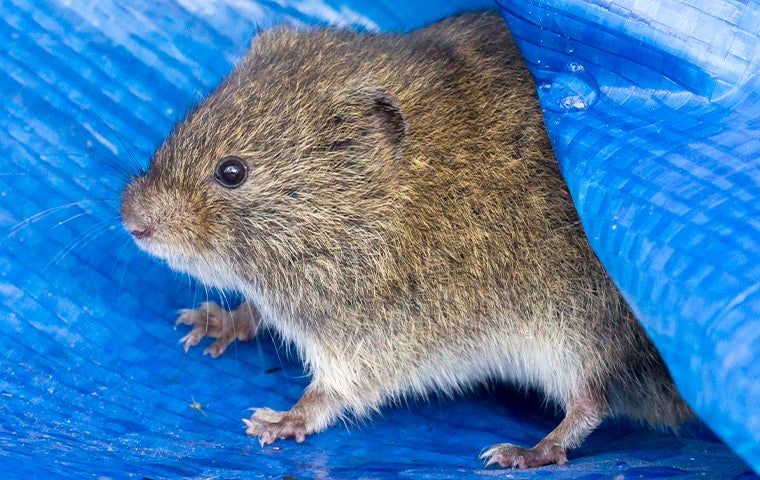 What To Do About Voles Around Your Collegeville Yard | Terra Pest ...